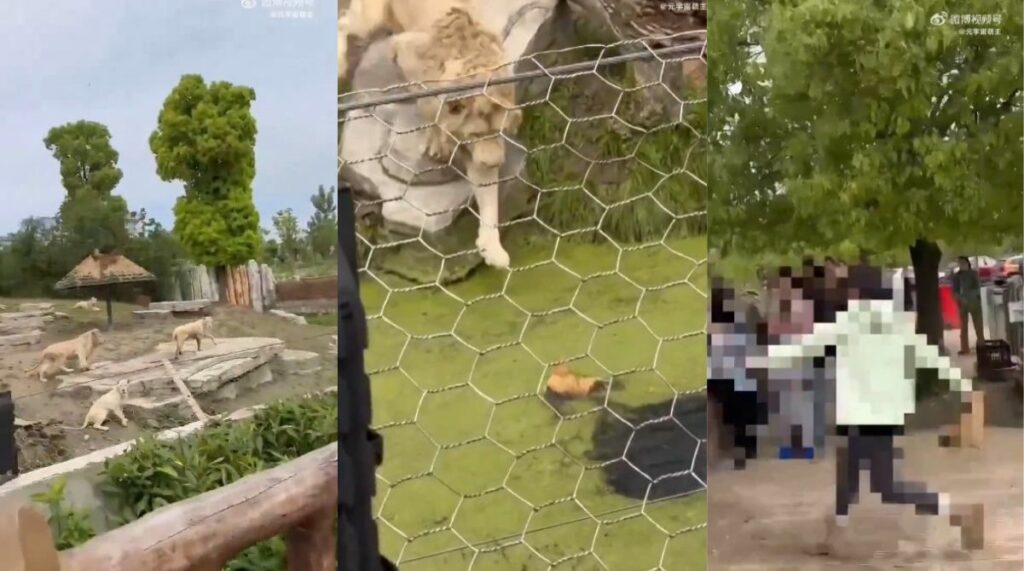 Mujer tira un ave a leones en un zoológico de Japón y genera ...