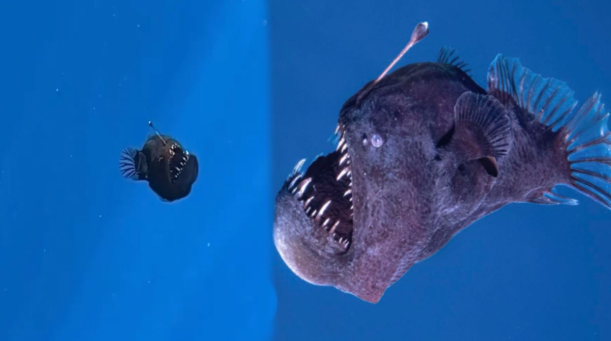 Captan por primera vez al pez “Diablo negro”