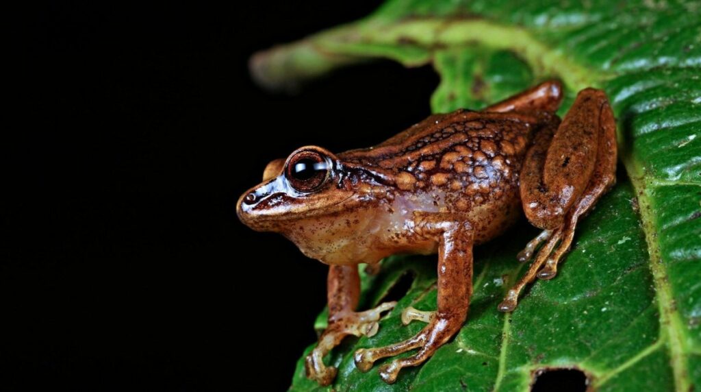 Descubren tres nuevas especies de ranas en Perú - Mediatiko