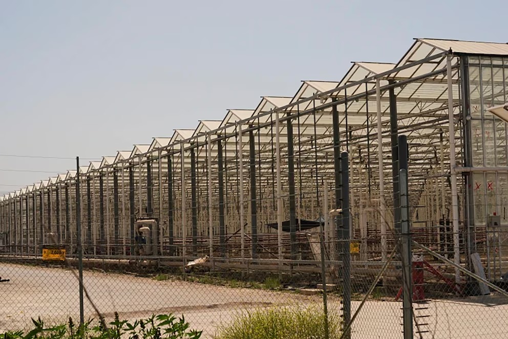 Masiva redada migratoria en granja de cannabis en California 361 ...
