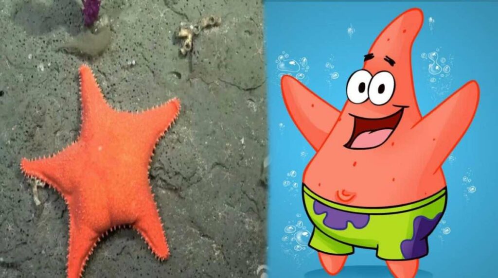 Científicos encontraron una estrella de mar “al estilo Patricio” de Bob ...