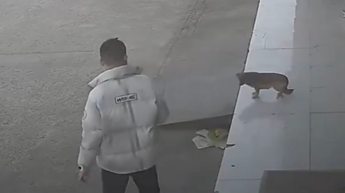 Hombre intentó patear a un perro, pero el karma le llegó al instante ...
