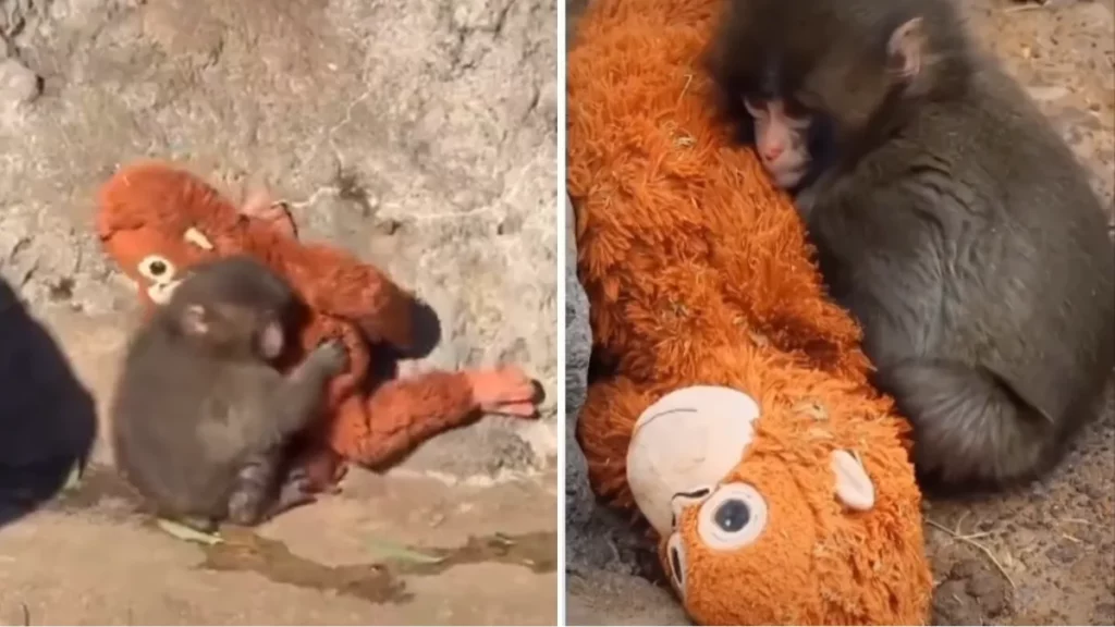 Piden trasladar al mono Punch a un santuario afirmando que sufre un ...